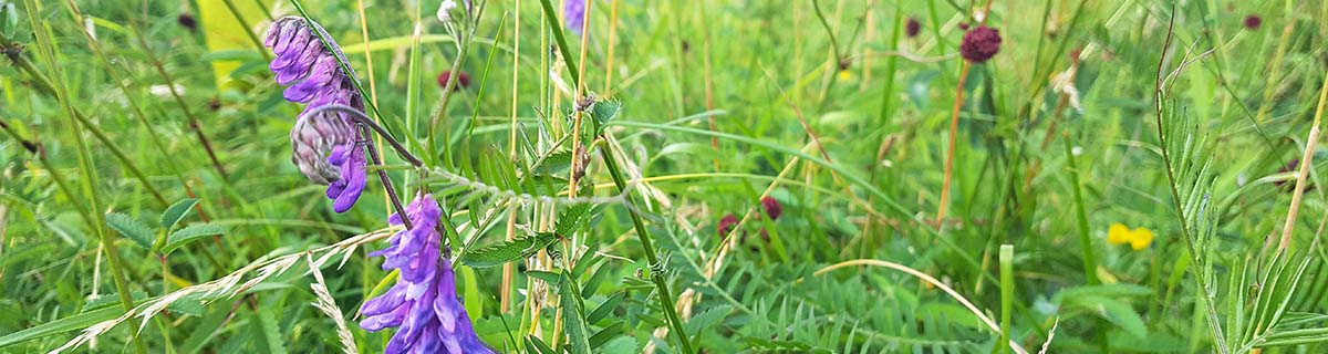 Video: How hay makes meadows – Inklusive Nature CIC