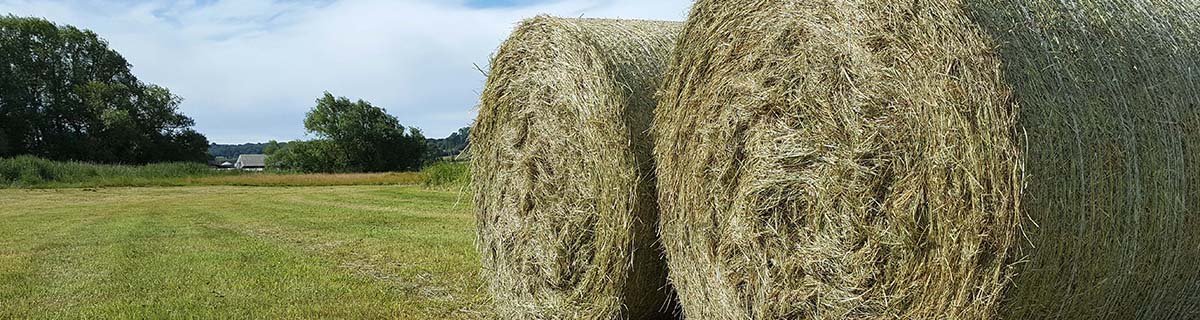 How hay makes meadows – Inklusive Nature CIC